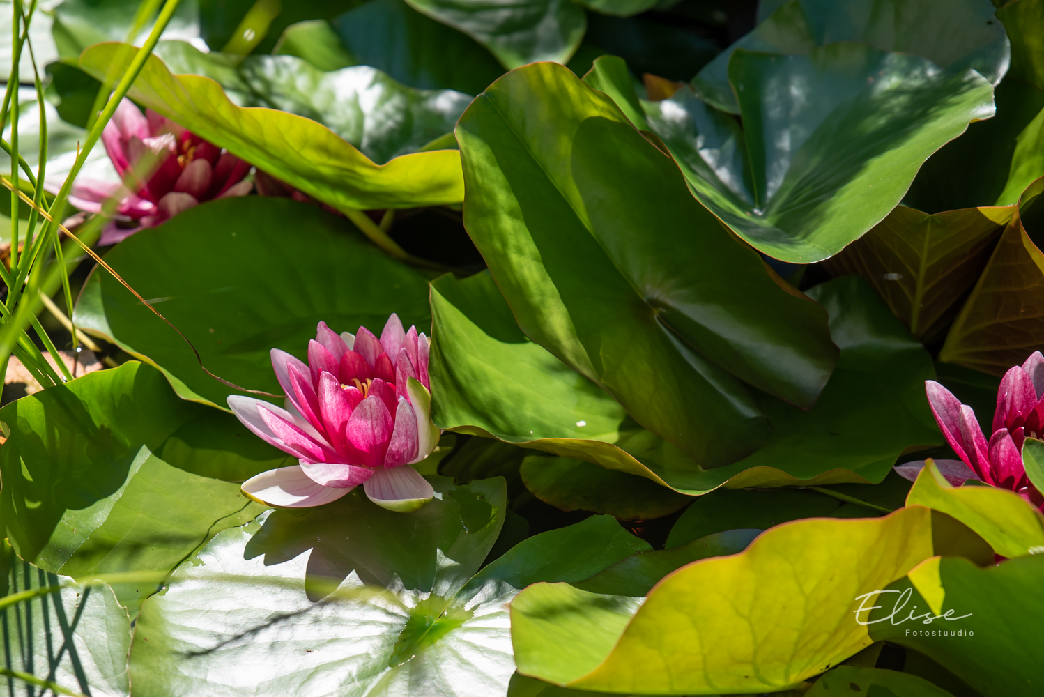 Eliseaed | E-Pood | Okaspuud, Lehtpuud, Suvelilled, Püsililled, Istikud.