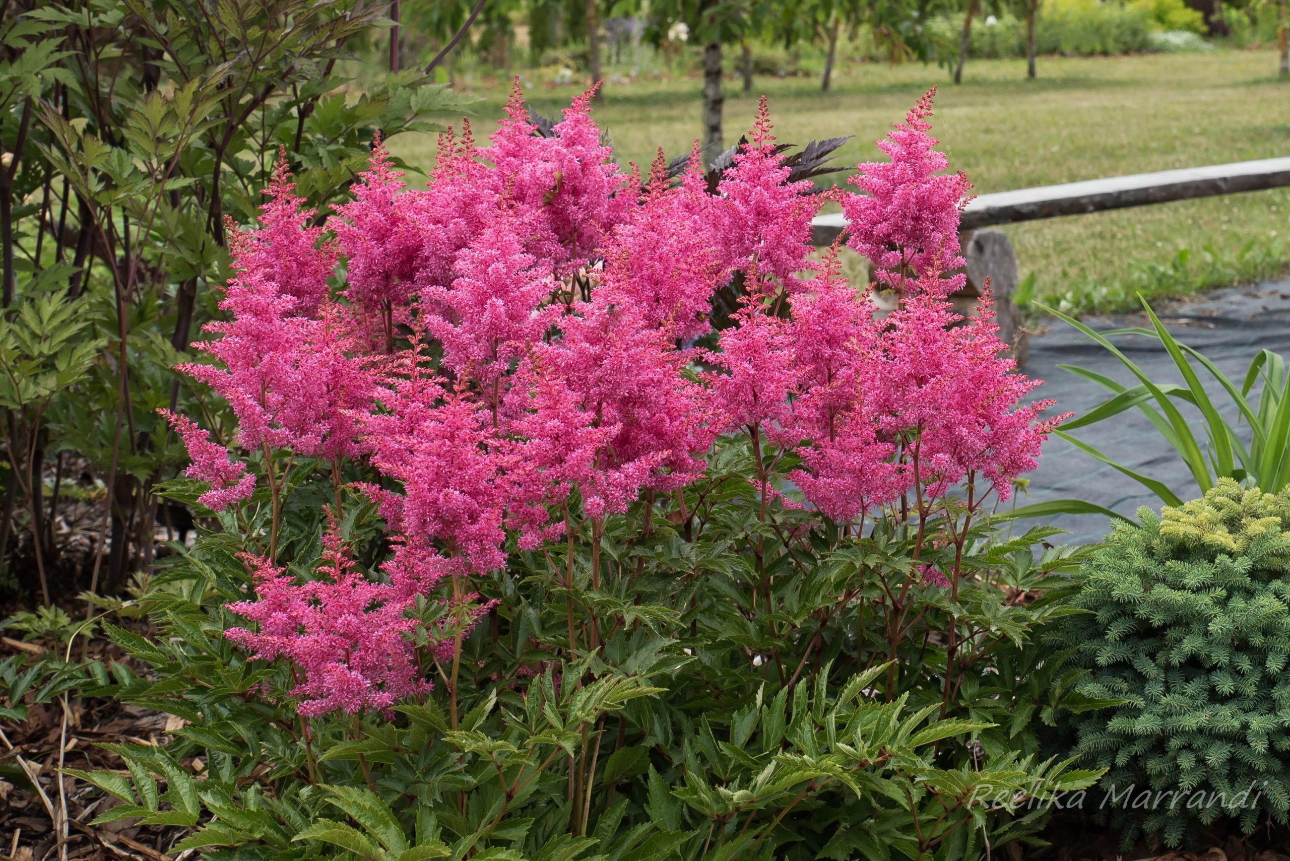 astilbe `Rhythm and Blues` | Eliseaed | E-Pood