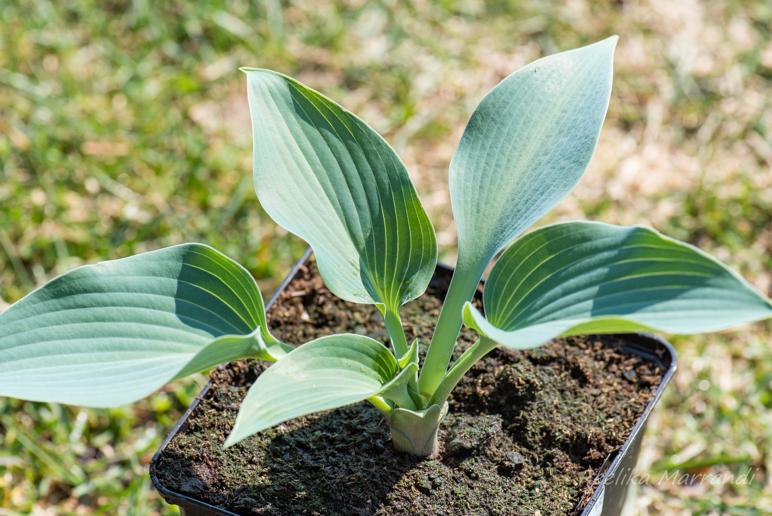 hosta `Bullet Proof` | Eliseaed | E-Pood