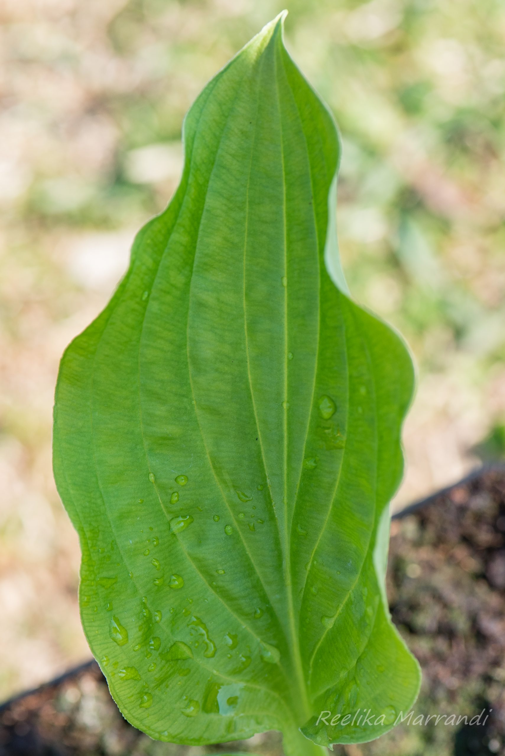 hosta `Miracle Lemony` | Eliseaed | E-Pood