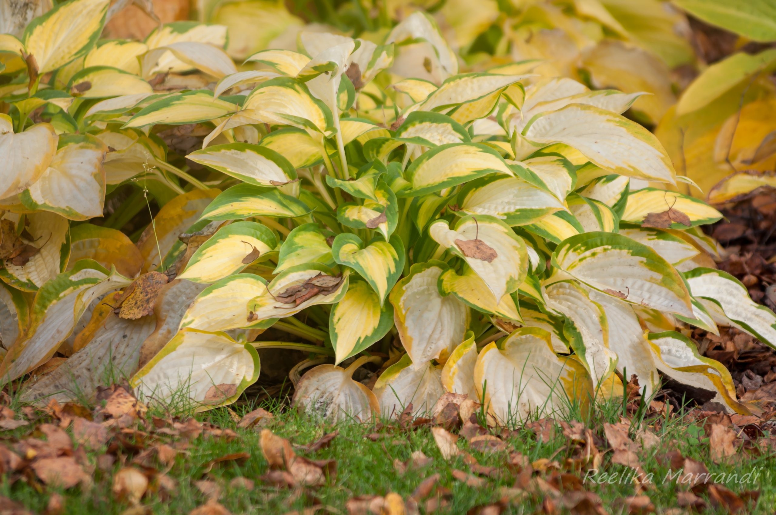 hosta `Orange Marmalade` | Eliseaed | E-Pood