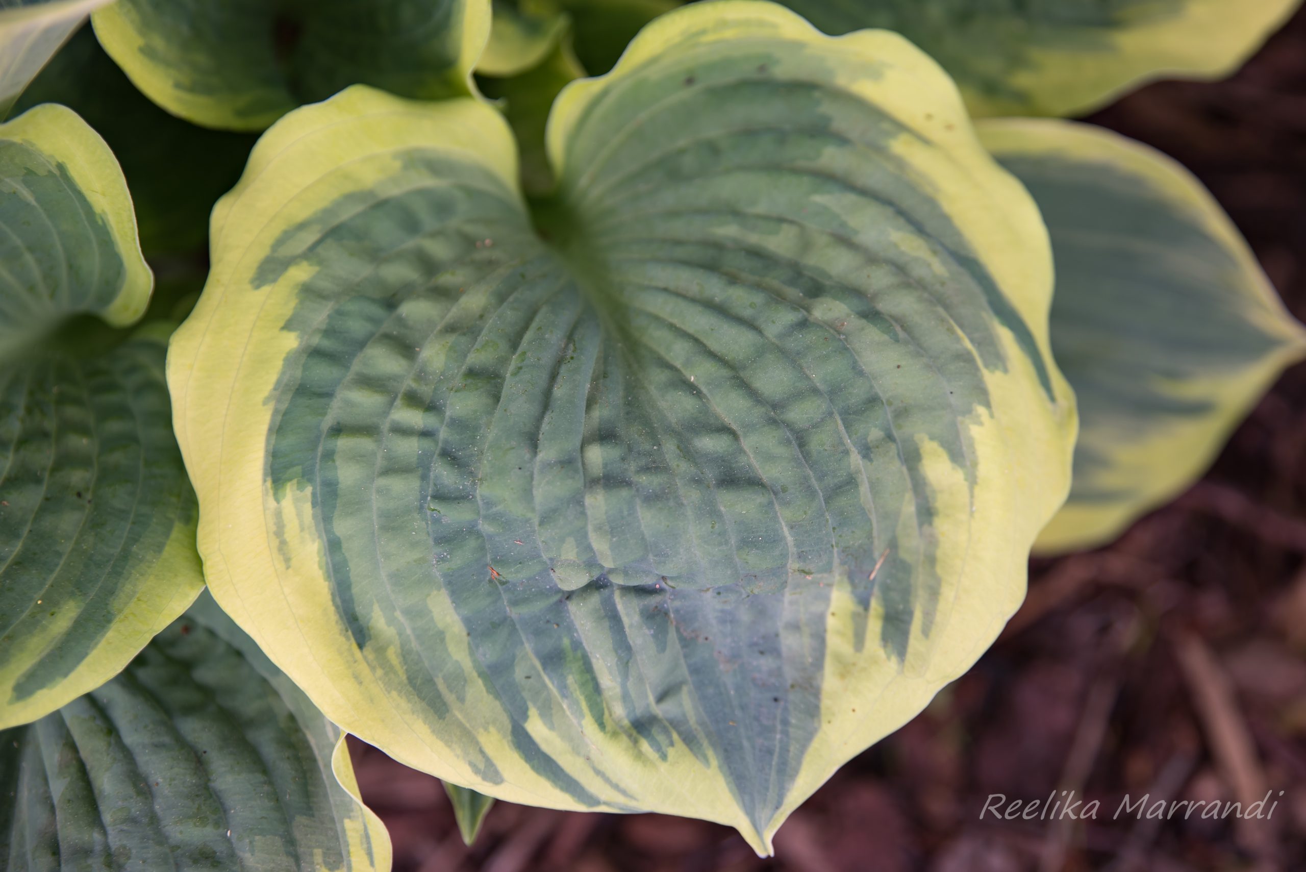 hosta `Pizzazz` | Eliseaed | E-Pood