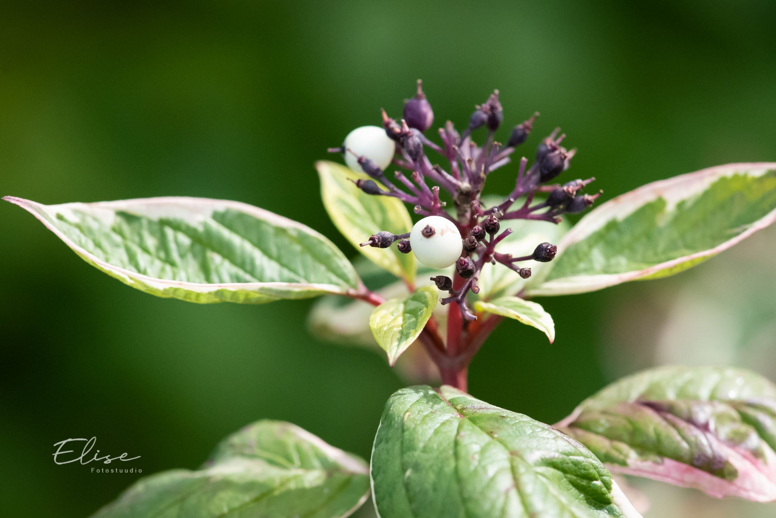 kontpuu, siberi `Elegantissima` | Eliseaed | E-Pood