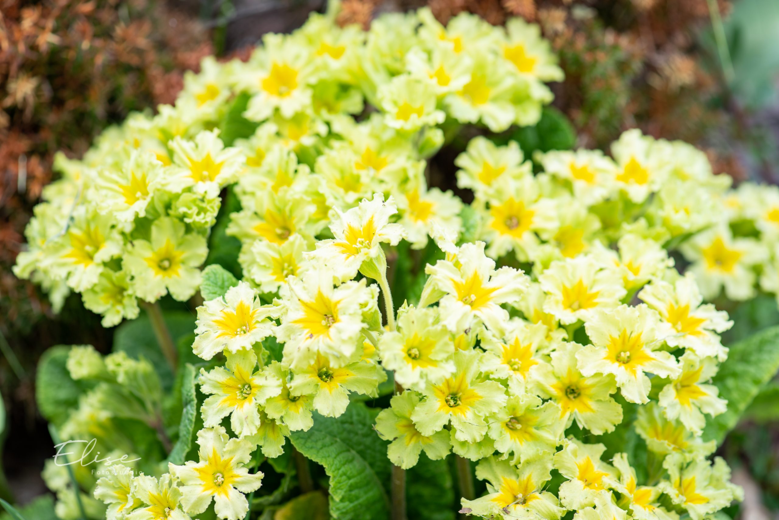 priimula `Francesca` | Eliseaed | E-Pood