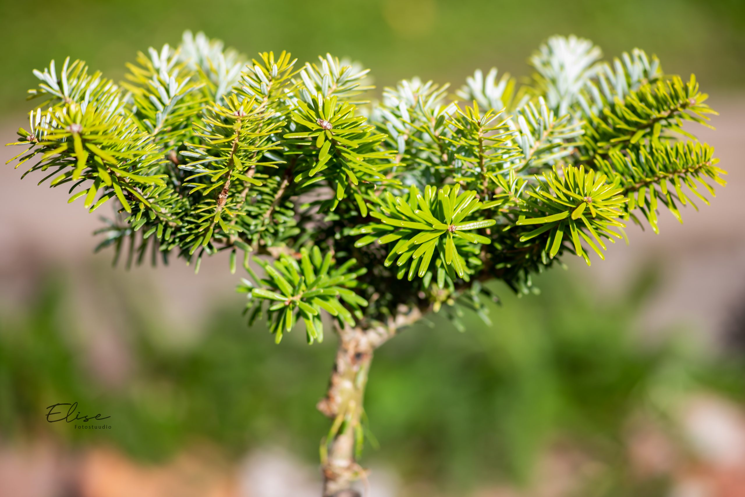 nulg, korea `Dark Hill` PA | Eliseaed | E-Pood