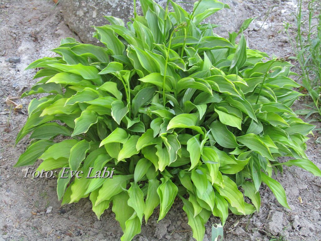 hosta `Lemon Delight` | Eliseaed | E-Pood
