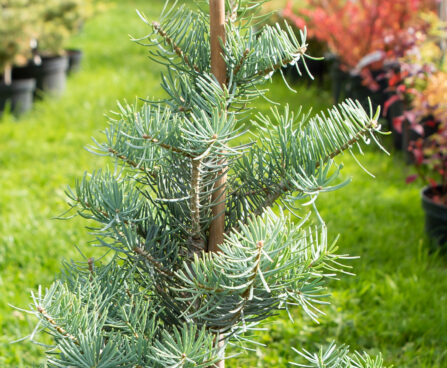 nulg, hall `Compacta` | Eliseaed | E-Pood